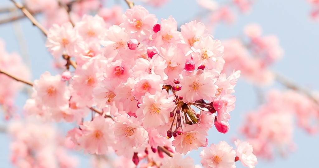 Plan Your Spring Motorhome Adventure in Australia | Lets Go Motorhomes