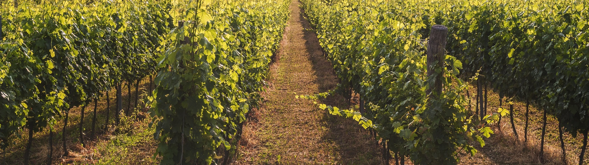 Top 5 Hidden Gem Victorian Wineries | Lets Go Motorhomes