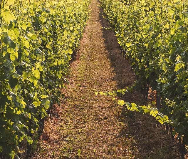 Top 5 Hidden Gem Victorian Wineries | Lets Go Motorhomes