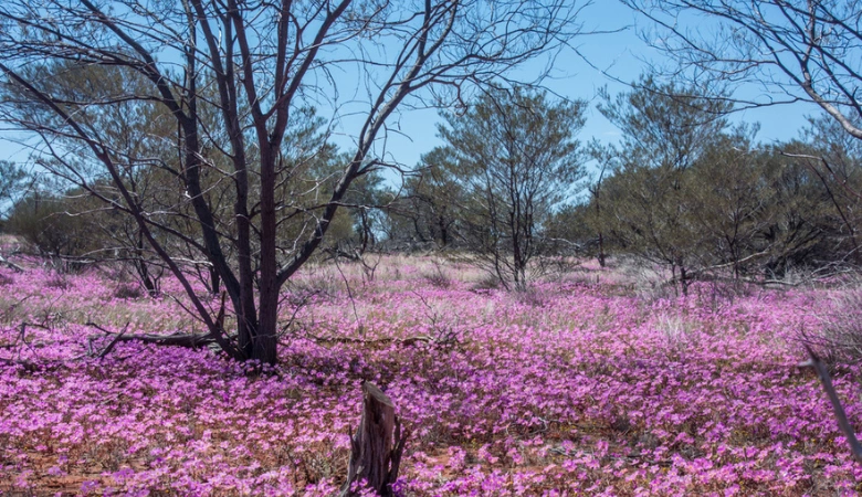 Perth Wildflowers - Things To Do | Lets Go Motorhomes